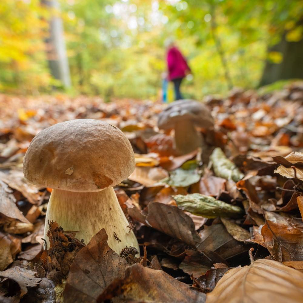 Grzybobranie – co warto wiedzieć? | Poradnik LIDL.PL