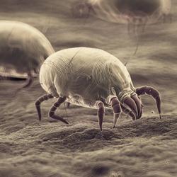 Roztocze kurzu domowego – jak z nimi walczyć? | Poradnik LIDL.PL